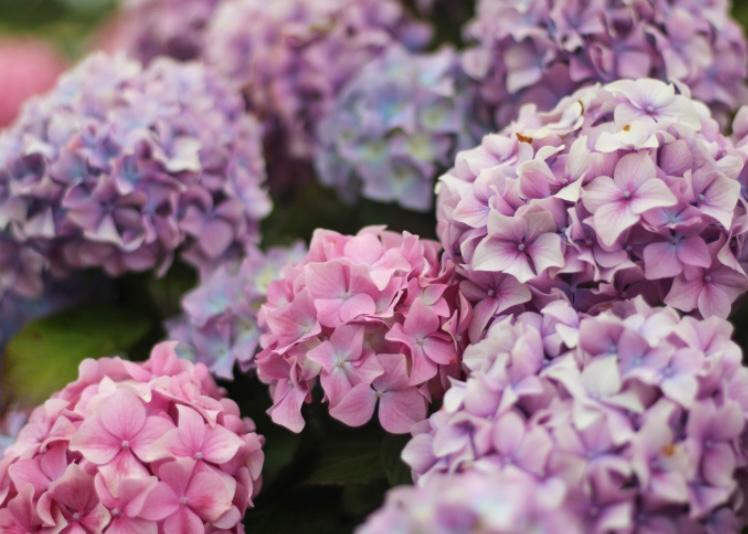 Refrensi Bunga Ungu Yang Bisa Mempercantik Rumah Anda » MENGHADIRKAN