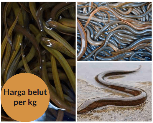 Informasi Harga Belut Per Kg » MENGHADIRKAN