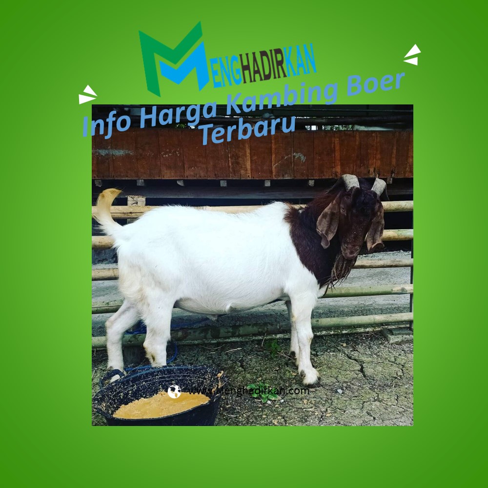 Info Harga Kambing Boer Terbaru » MENGHADIRKAN